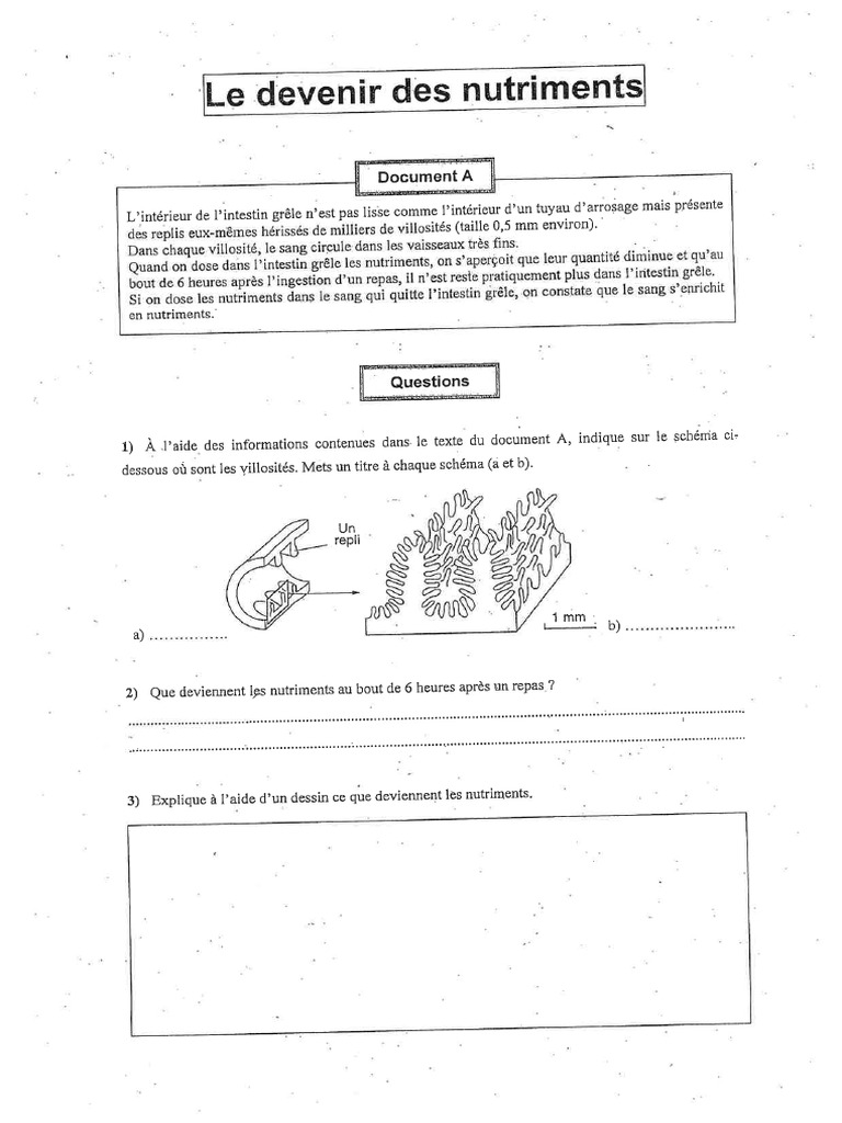Exercices Digestion 001 1 | PDF