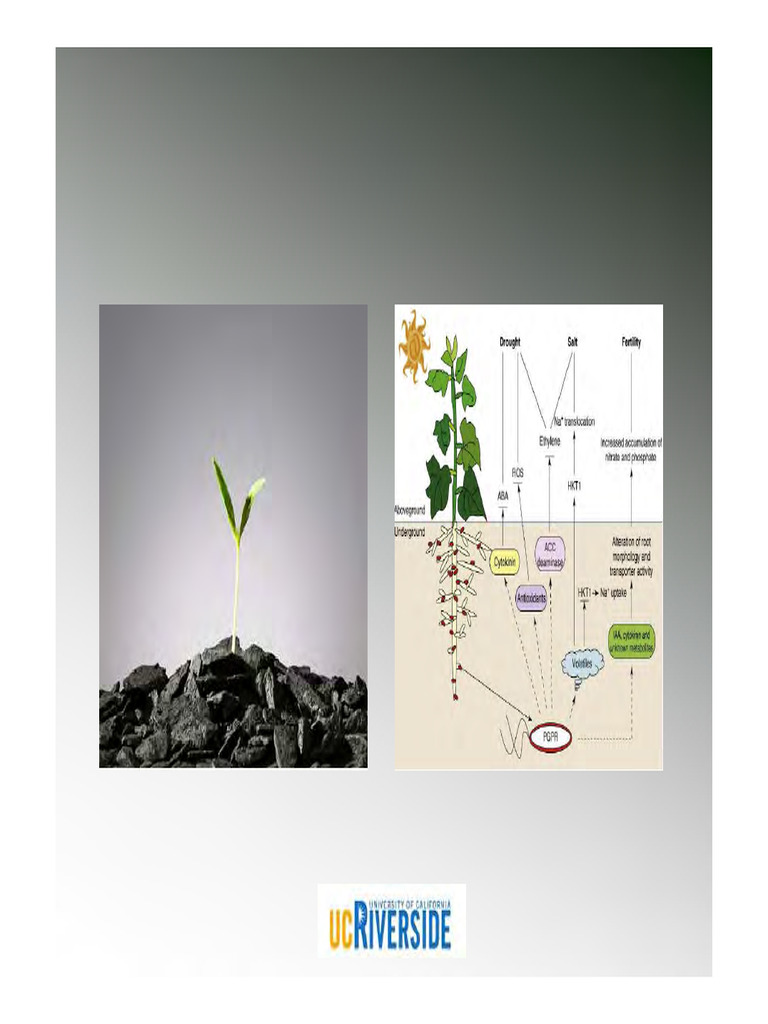 Biochar As A Carrier For Microbial Inoculants | PDF | Soil | Botany