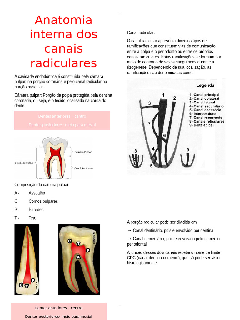 Anatomia Interna Dos Canais Radiculares | PDF
