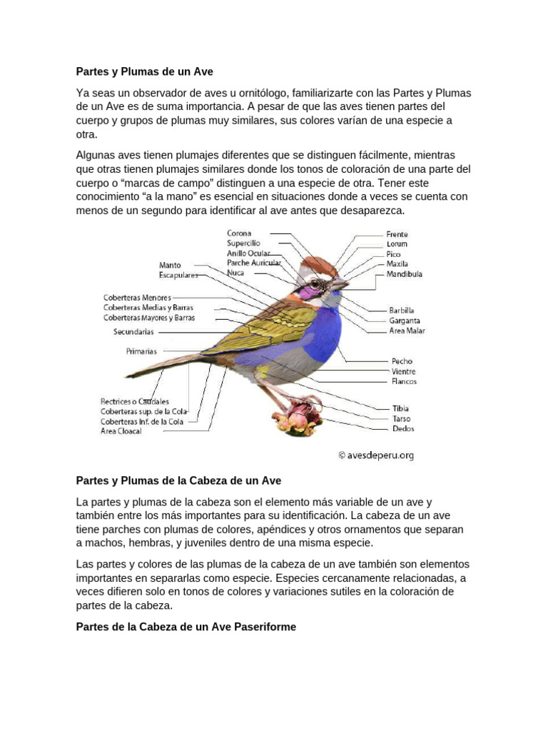 Partes y Plumas de Un Ave | PDF | Aves | Pluma