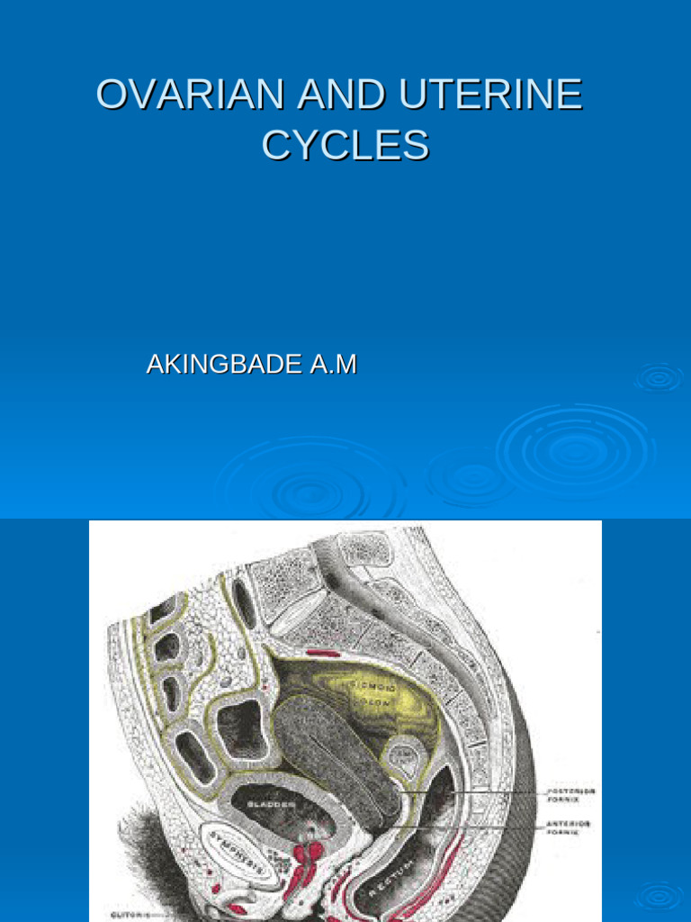 Cyclic Changes in Female Reproductive Tract | PDF | Menstrual Cycle | Ovary