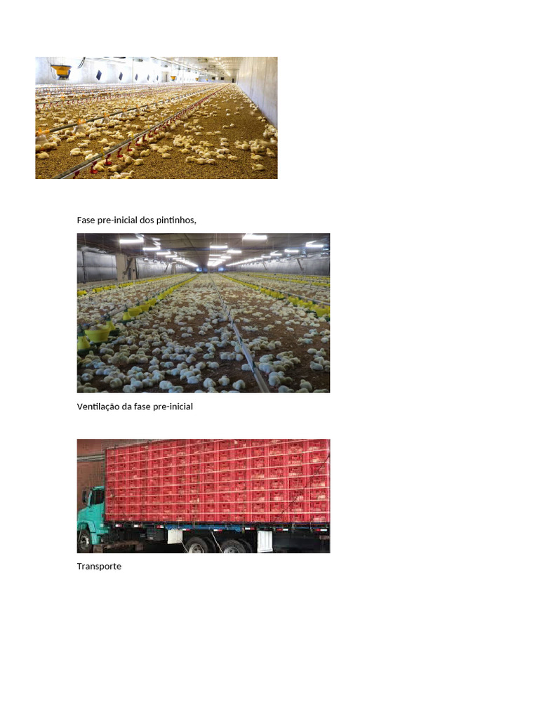 Mapa Mental de aves-IMAGENS | PDF