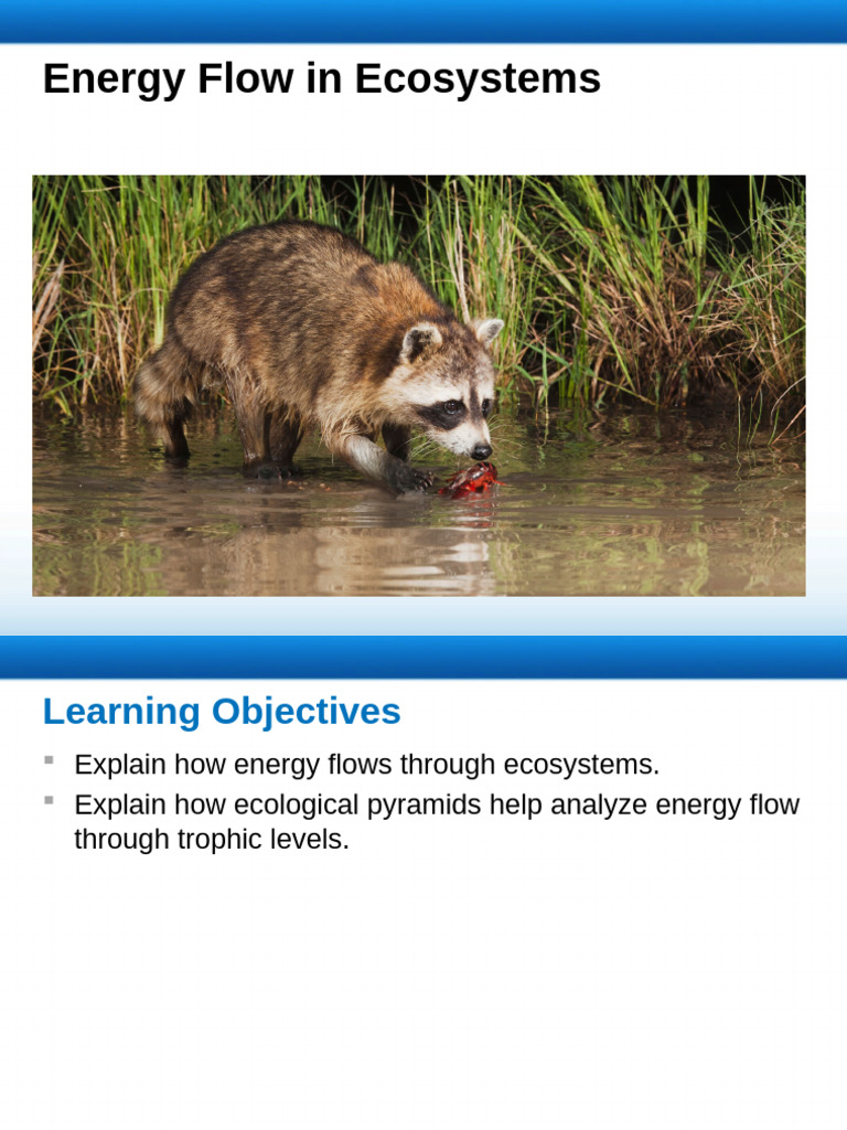 BIO ECOS L02 Editable Presentation | PDF