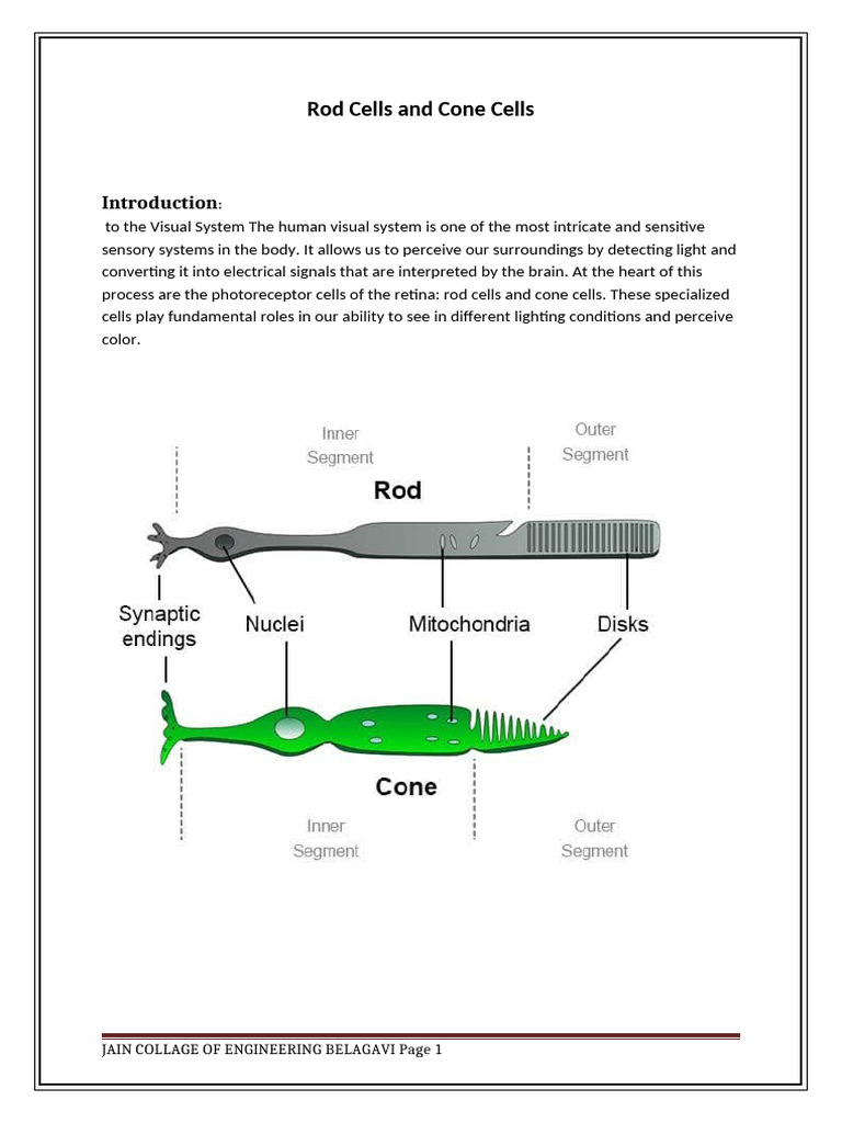 Rod Cells and Cone Cells ME | PDF | Retina | Visual Perception