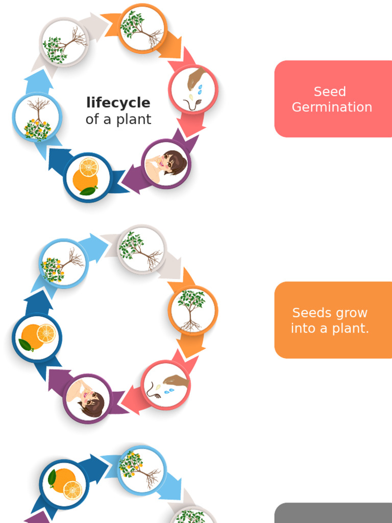 Life cycle of a plant | PDF