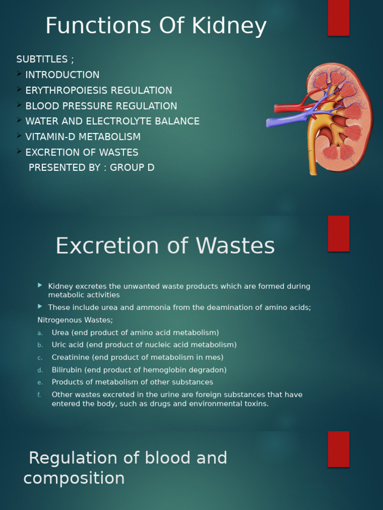 Functions of Kidney 2 | PDF | Kidney | Angiotensin