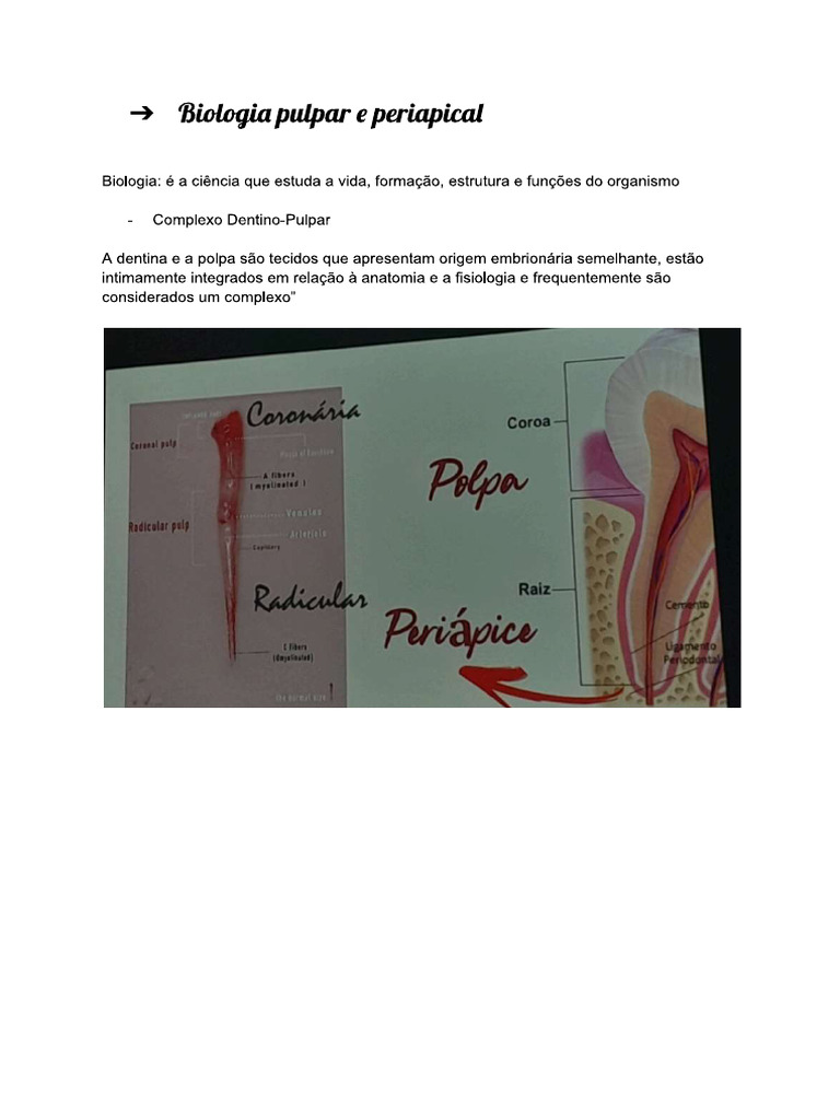 Biologia Pulpar e Periapical - Endo 2 | PDF
