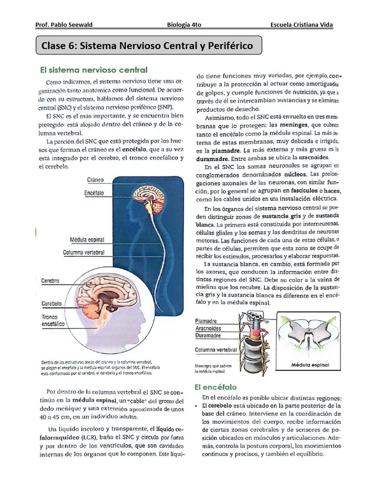 Clase 6 SNC Y SNP | PDF