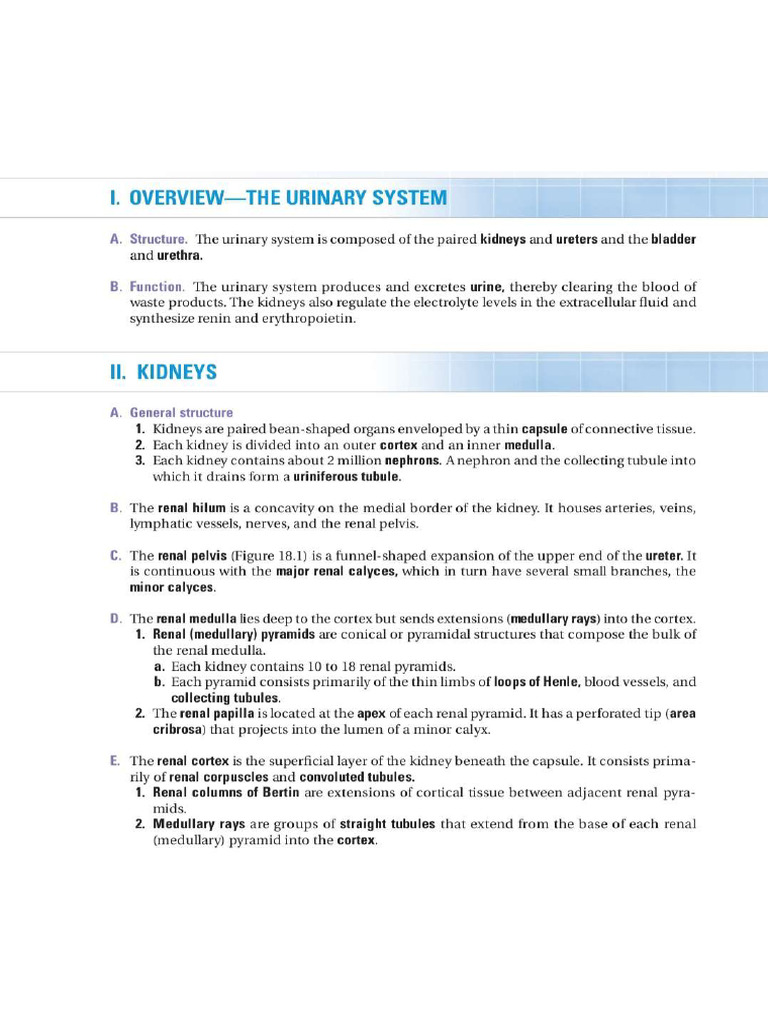 Histology of the Urinary System_124838 | PDF