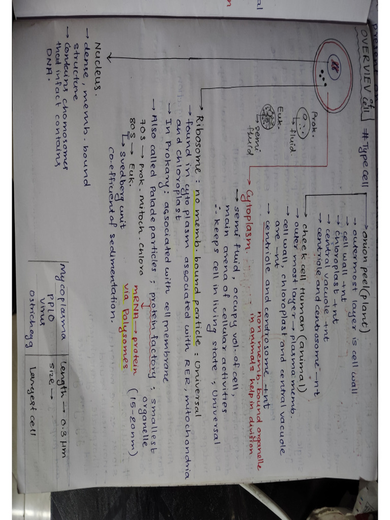 Prokaryotic Cell | PDF
