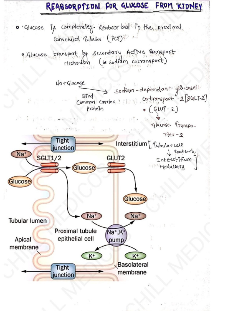 Tubulr Reabsorption of Glucose | PDF