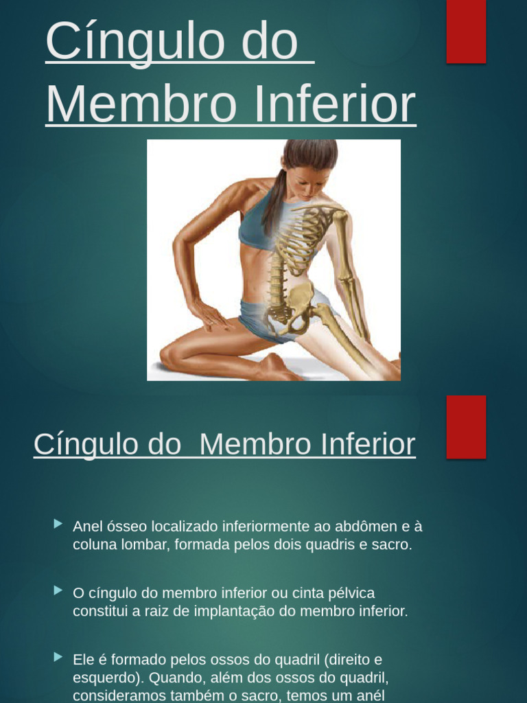 2.2 Cíngulo+Do+Membro+Inferior | PDF | Pélvis | Quadril