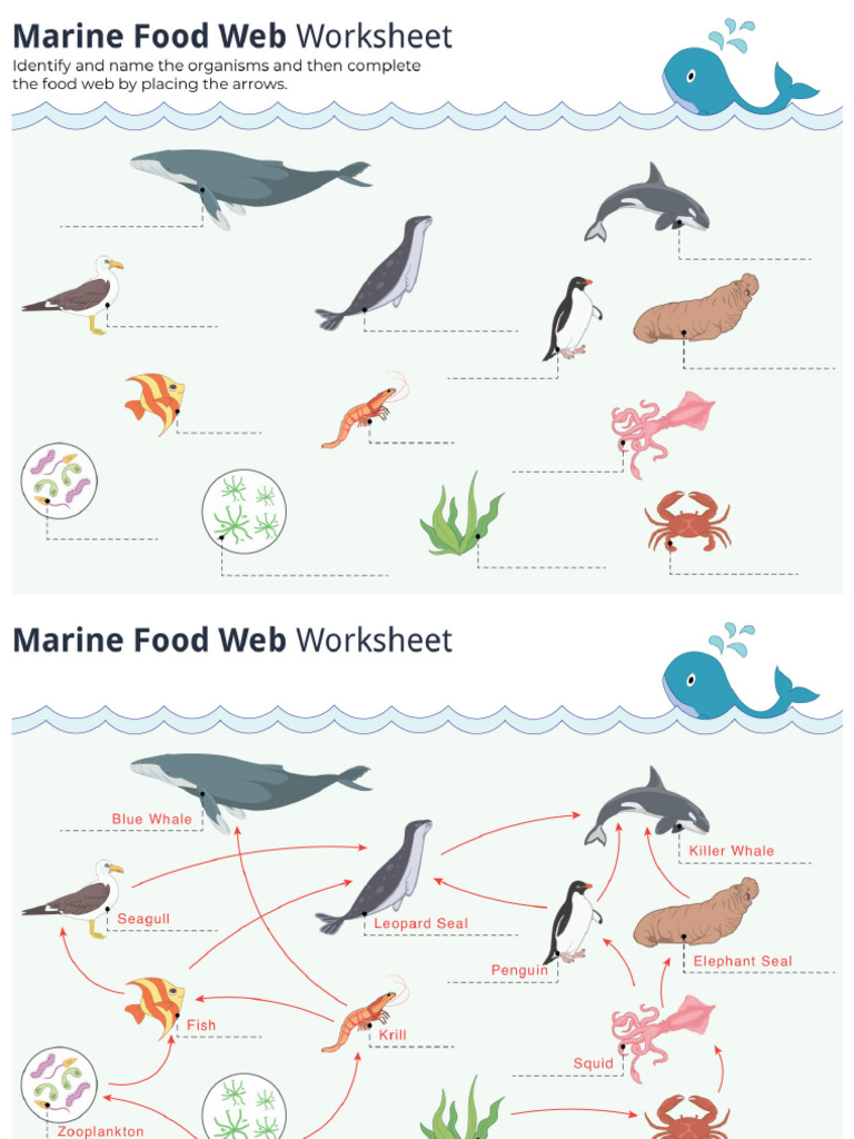 Marine Food Web Worksheet | PDF