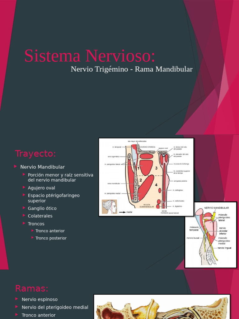 Nervio Temporobucal y Rama Mandibular | PDF | Anatomía humana | Sistema ...