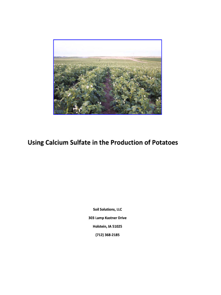 Using Calcium Sulfate in The Production of Potatoes | PDF