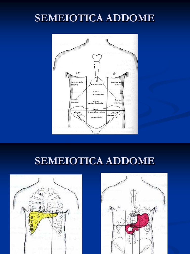 SEMEIOTICA ADDOME | Liver | Aorta