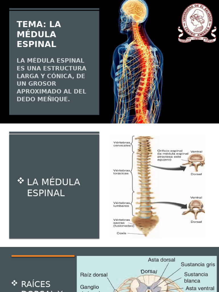 Medula Espinal | PDF