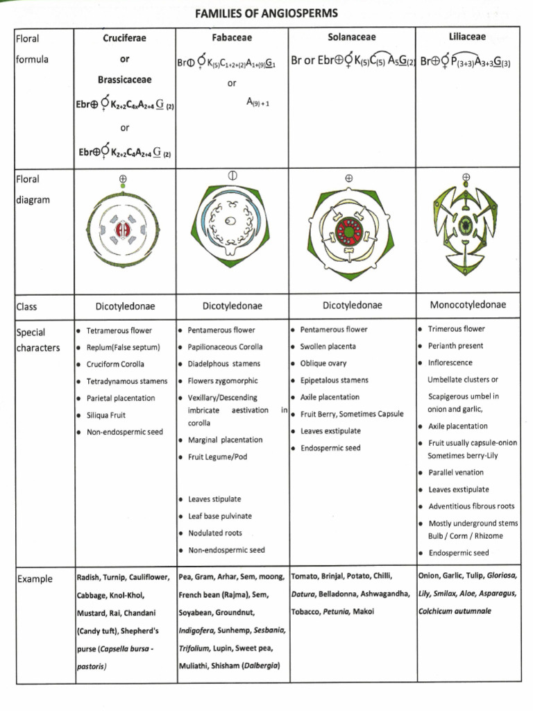 Families of Angiosperms Chart | PDF