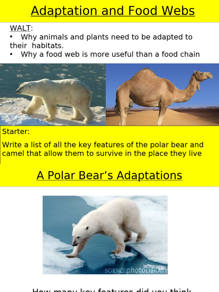 Adaptation & Food Webs | PDF | Polar Bear | Fur