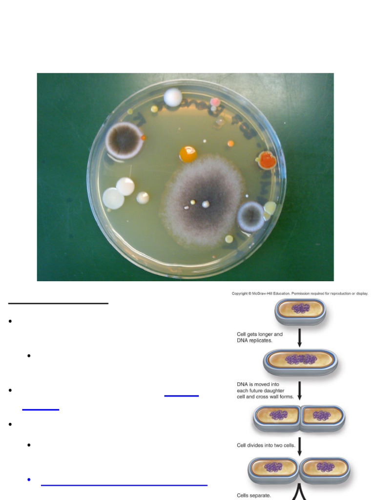 Chapter 4 - Microbial Growth | PDF | Osmosis | Bacteria