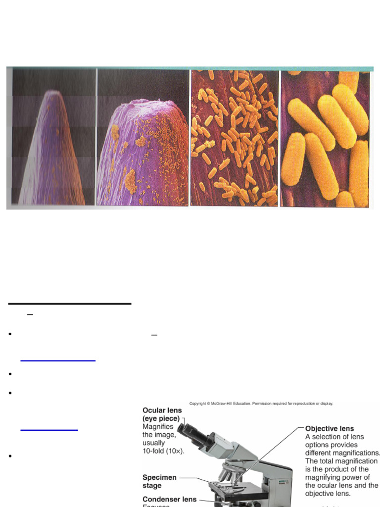 Chapter 3 - Microscopy and Cellular Structures | PDF | Staining | Cell (Biology)