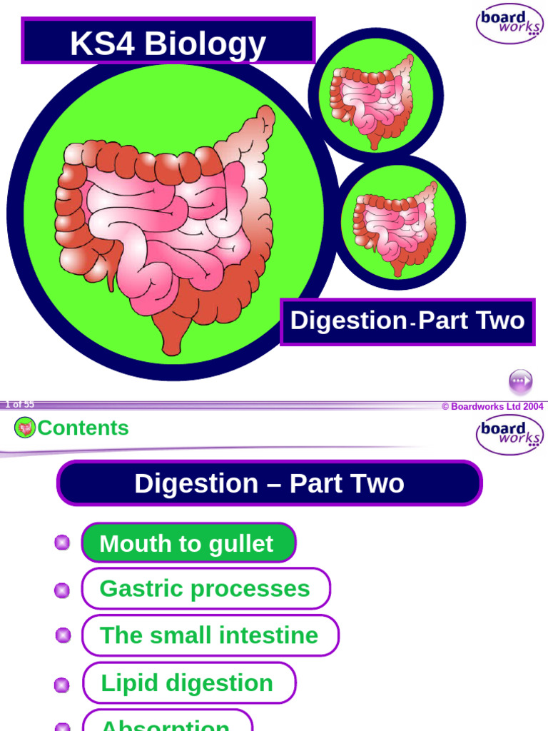 KS4 Digestion - Part Two | PDF | Digestion | Stomach