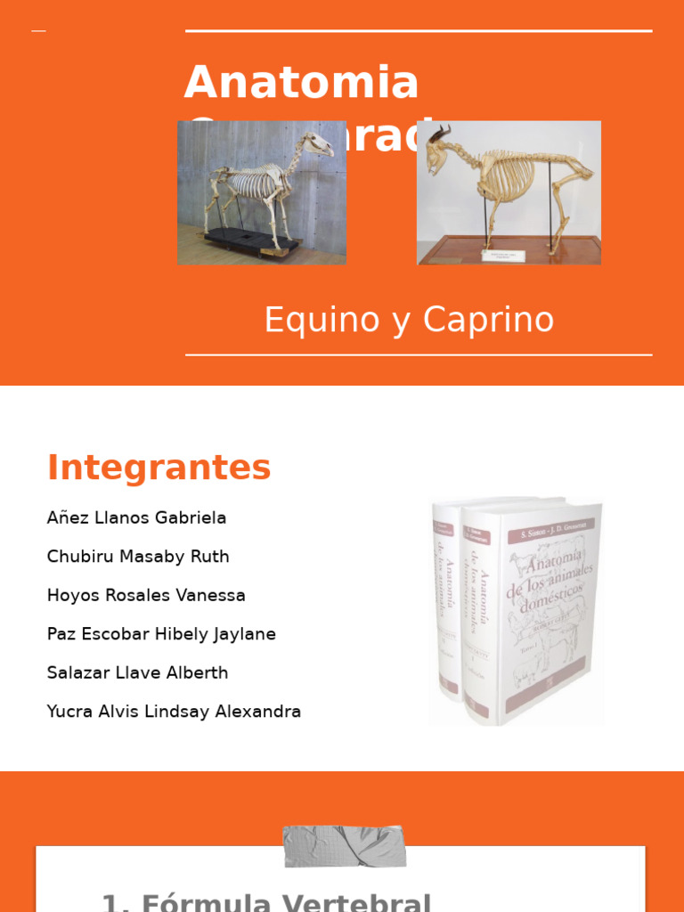 Sistema Digestivo en Caprinos | PDF | Sistema musculoesquelético ...