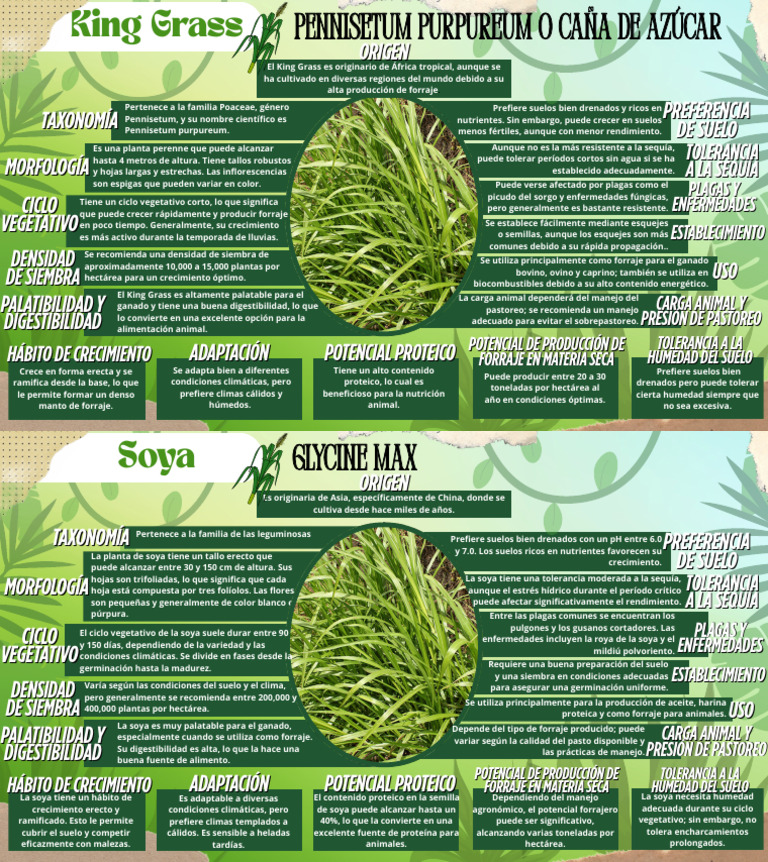 King Grass y Soya PDF | PDF | Pasto | Haba de soja