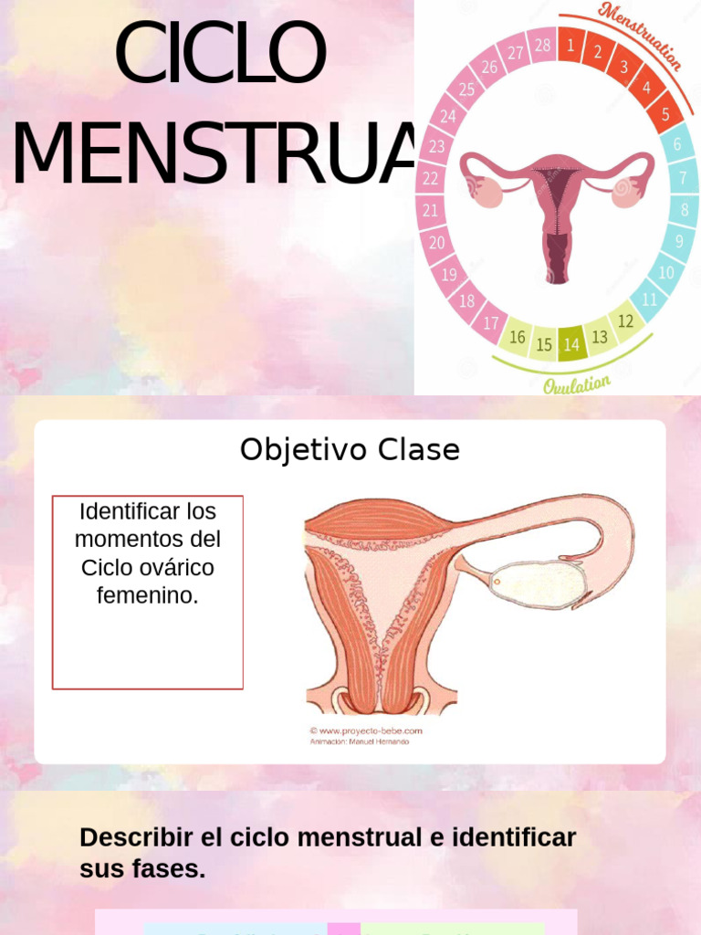 Ciclo+Menstrual+Femenino 2025 | PDF | Ciclo menstrual | Menstruación