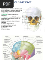 Anatomie des Os du Visage Humain | PDF | Anatomie humaine | Appareil ...