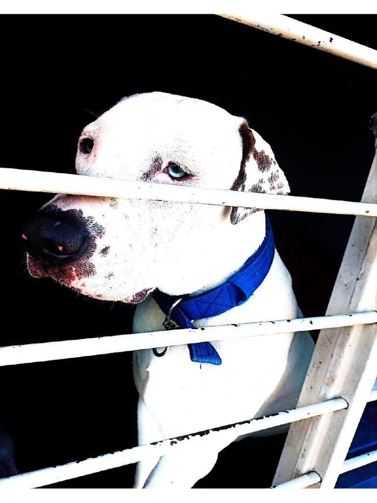 PDFReader 20250504 | PDF