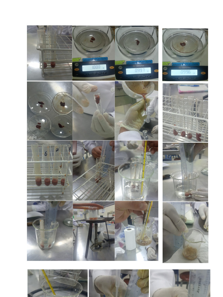 Anexo - BIOQUIMICA | PDF