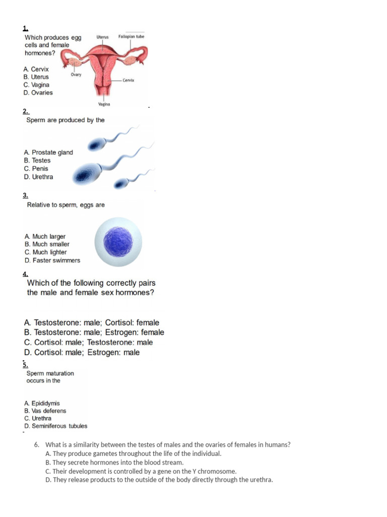 HL Anatomy IP | PDF