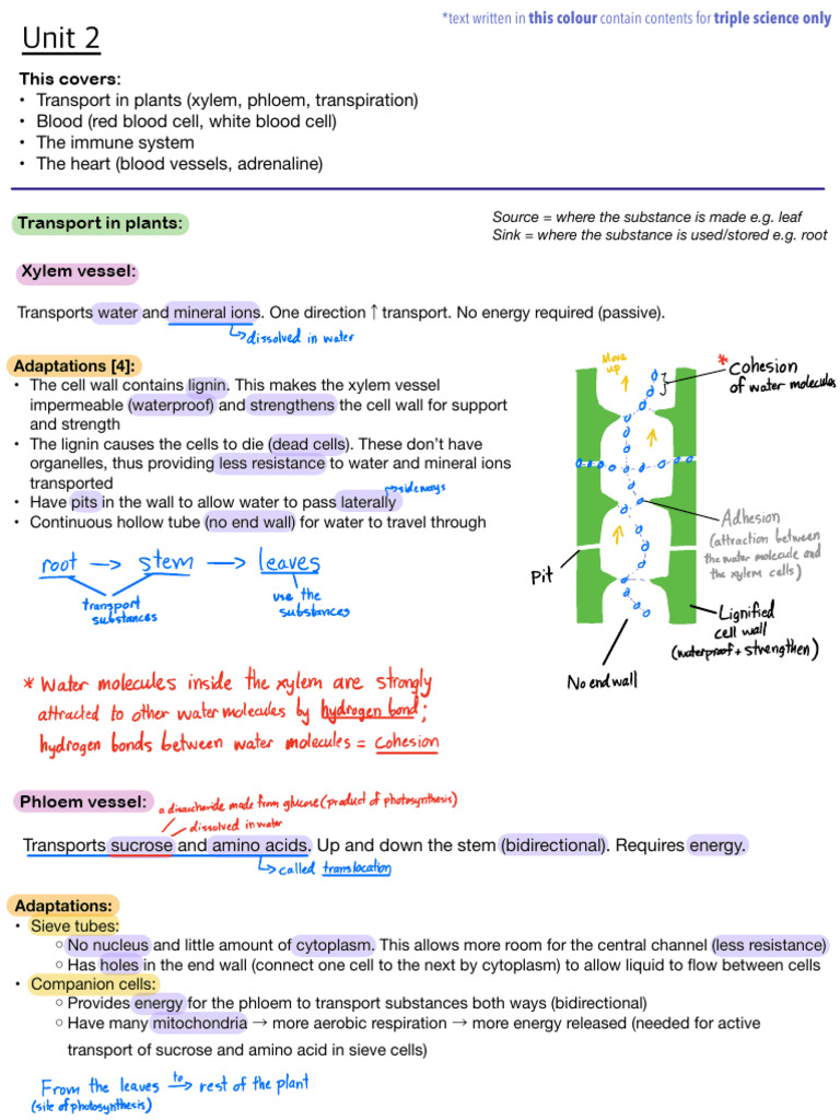 U2 Transport in Plants and Humans | PDF | Heart | Artery