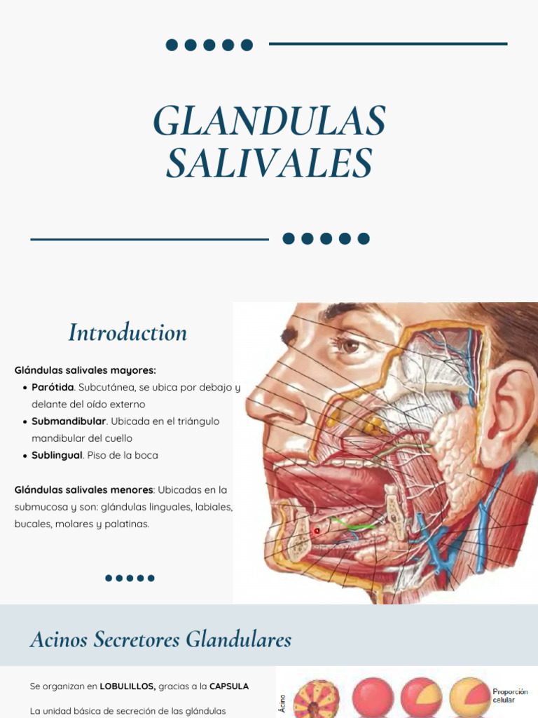 Glándulas Salivales: Tipos y Funciones | PDF | Anatomia animal | Anatomía