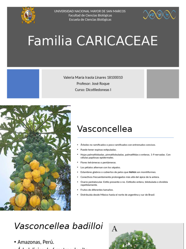 Familia Caricaceae | PDF | Flores | Hoja