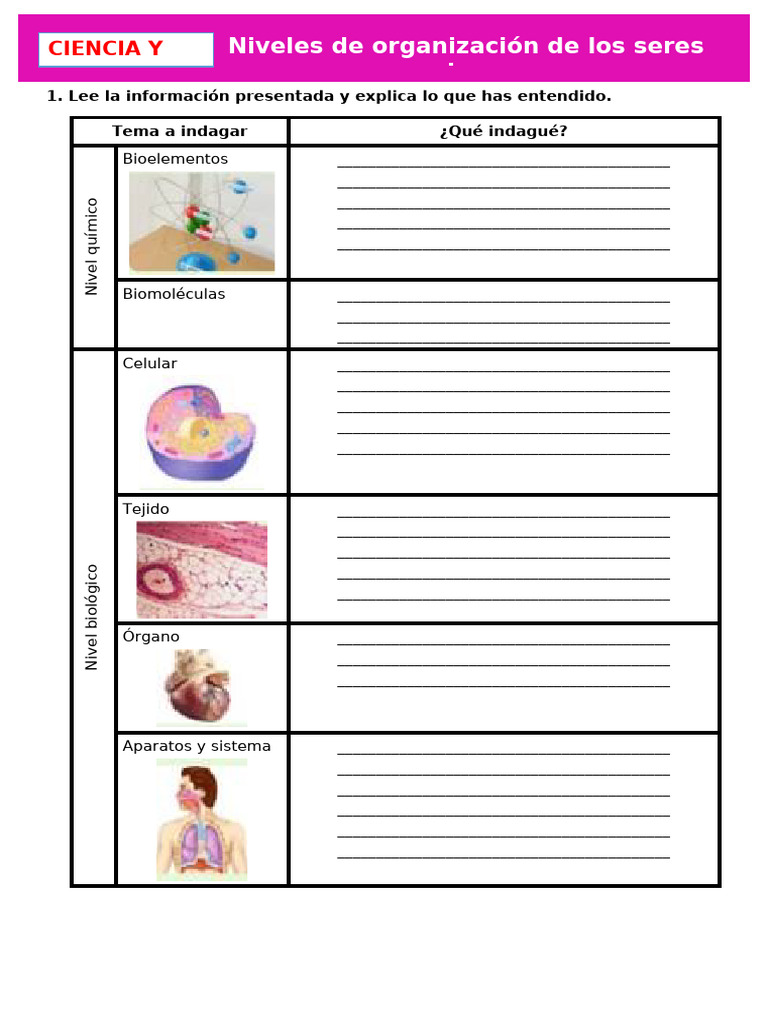 D3 A1 FICHA CYT Niveles de organización de los seres vivos (1) | PDF | Organismos | Biología