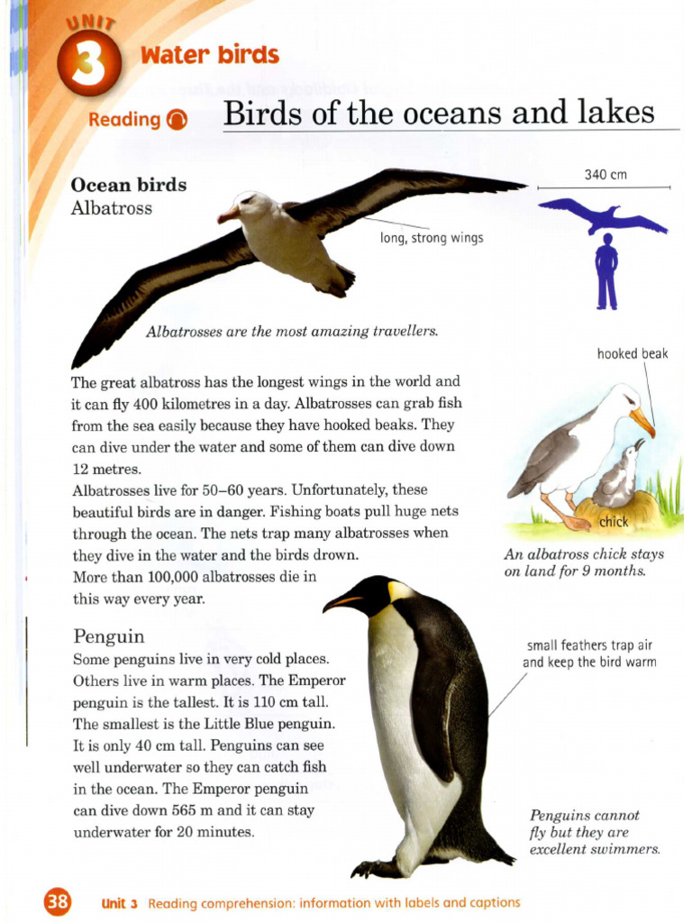 English World 4 - Pupil Book | PDF