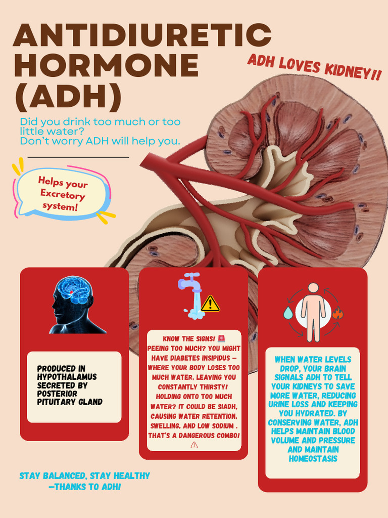 Antidiuretic Hormone (ADH) (1) | PDF