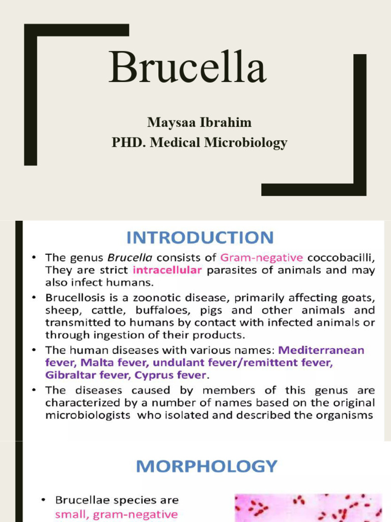 Brucella Testing Methods Explained | PDF