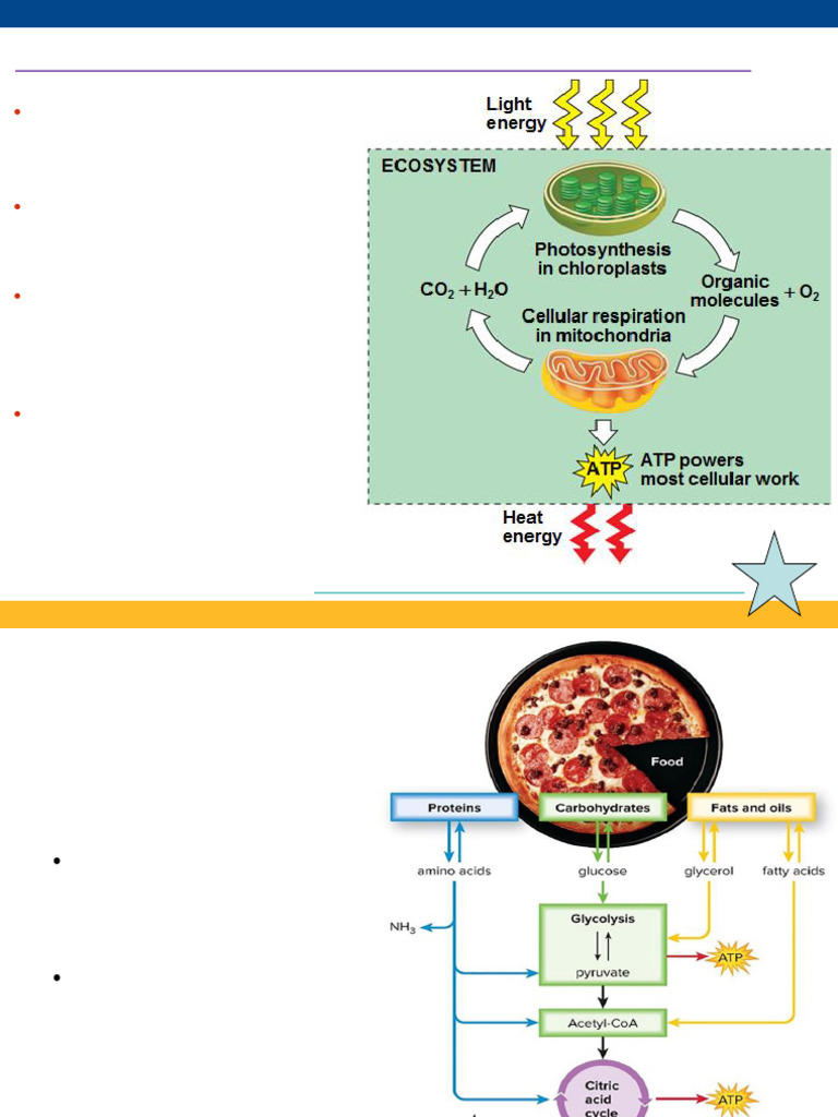 CH 9 Cellular Respiration BIO1300 | PDF | Cellular Respiration ...