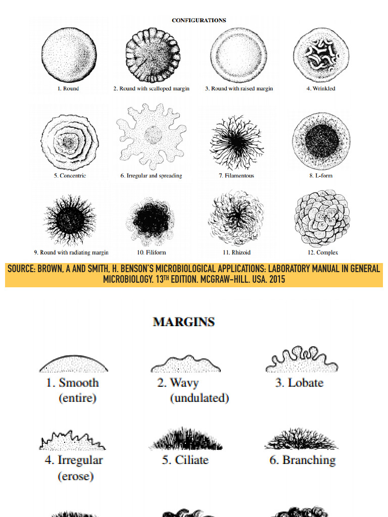 Morphological Characteristic | PDF
