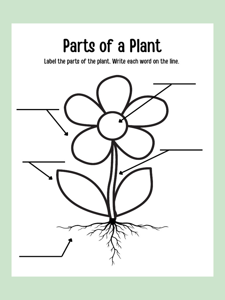 Parts of A Plant Labeling Worksheet in Green and White Fun Style | PDF