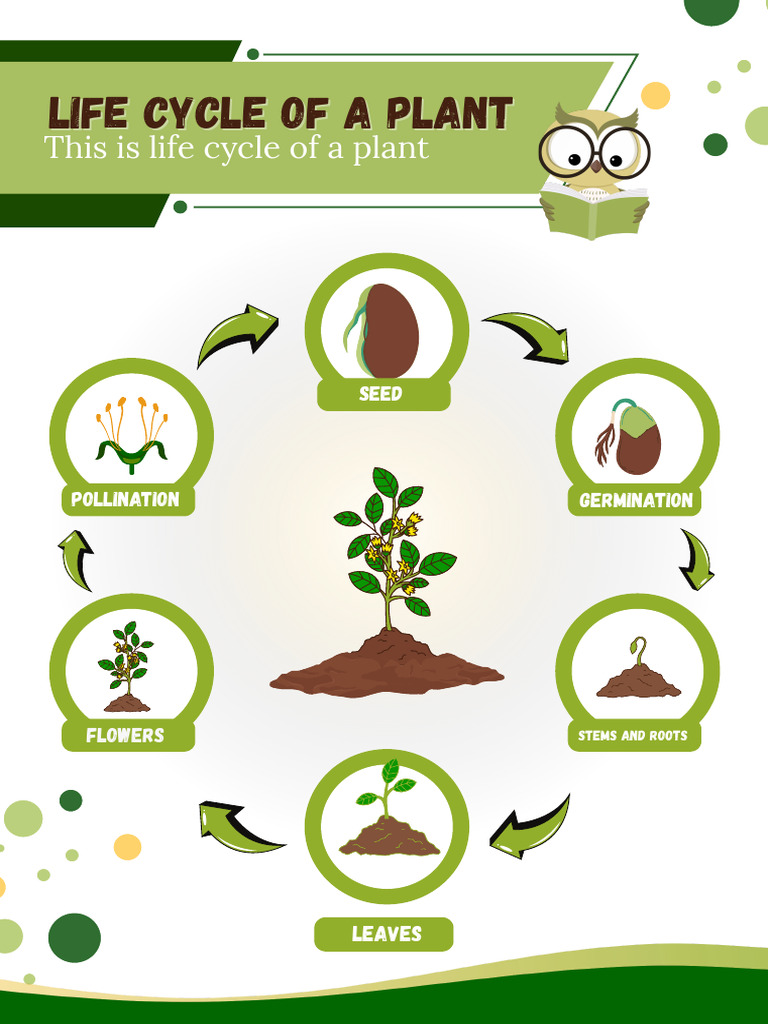 Life Cycle of A Plant Poster in Green and Light Gray Ilustrative Style ...