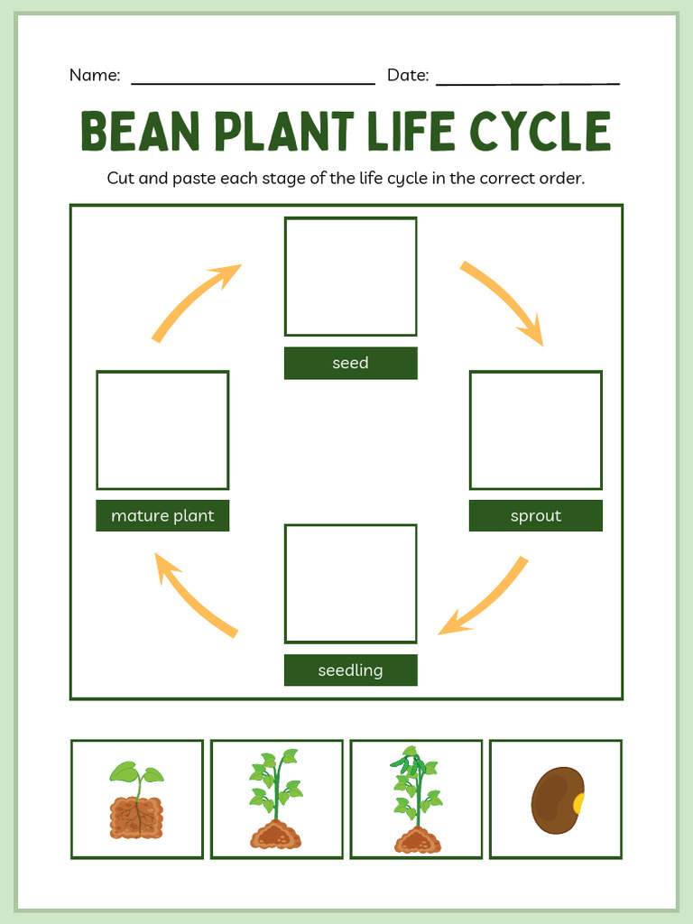 Life Cycle of a Bean Plant Worksheet in Green and White Illustrative ...