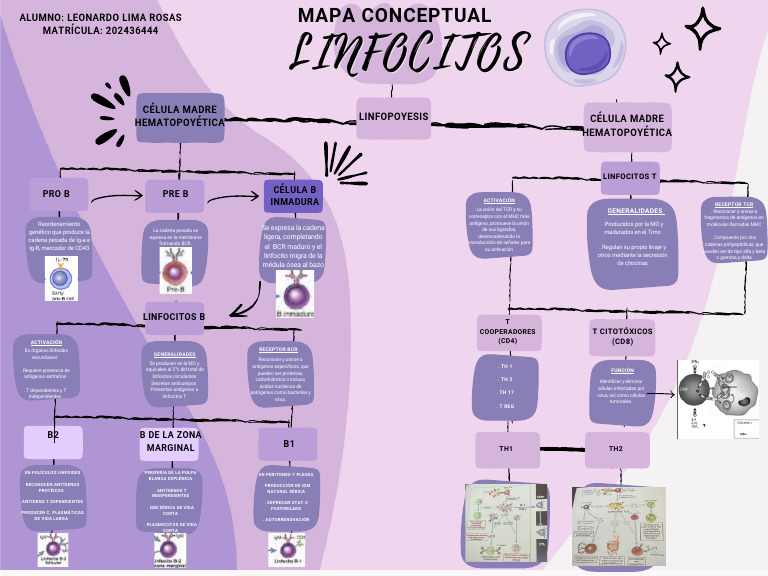 Linfocitos Mapa Conceptual | PDF | Linfocitos | Antígeno