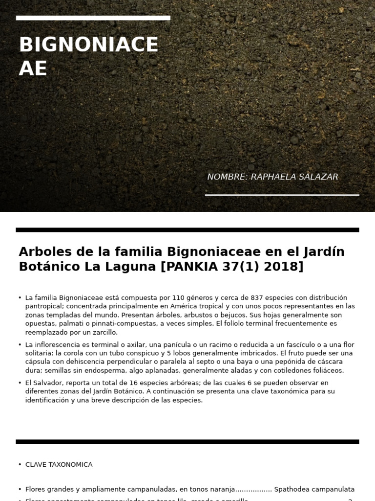 BIGNONIACEAE | PDF | Morfología Vegetal | Botánica