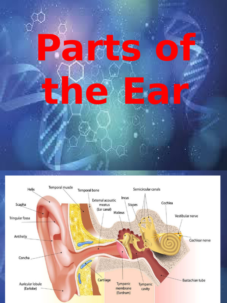 Parts of The Ear | PDF