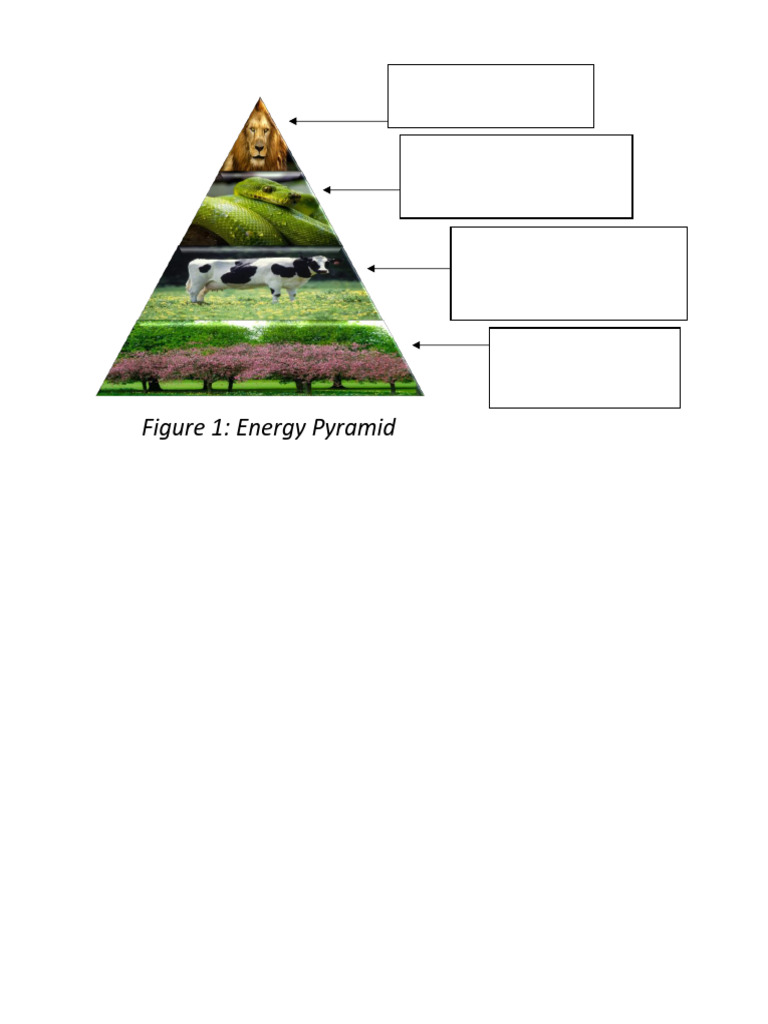 Energy Pyramid Overview and Levels | PDF