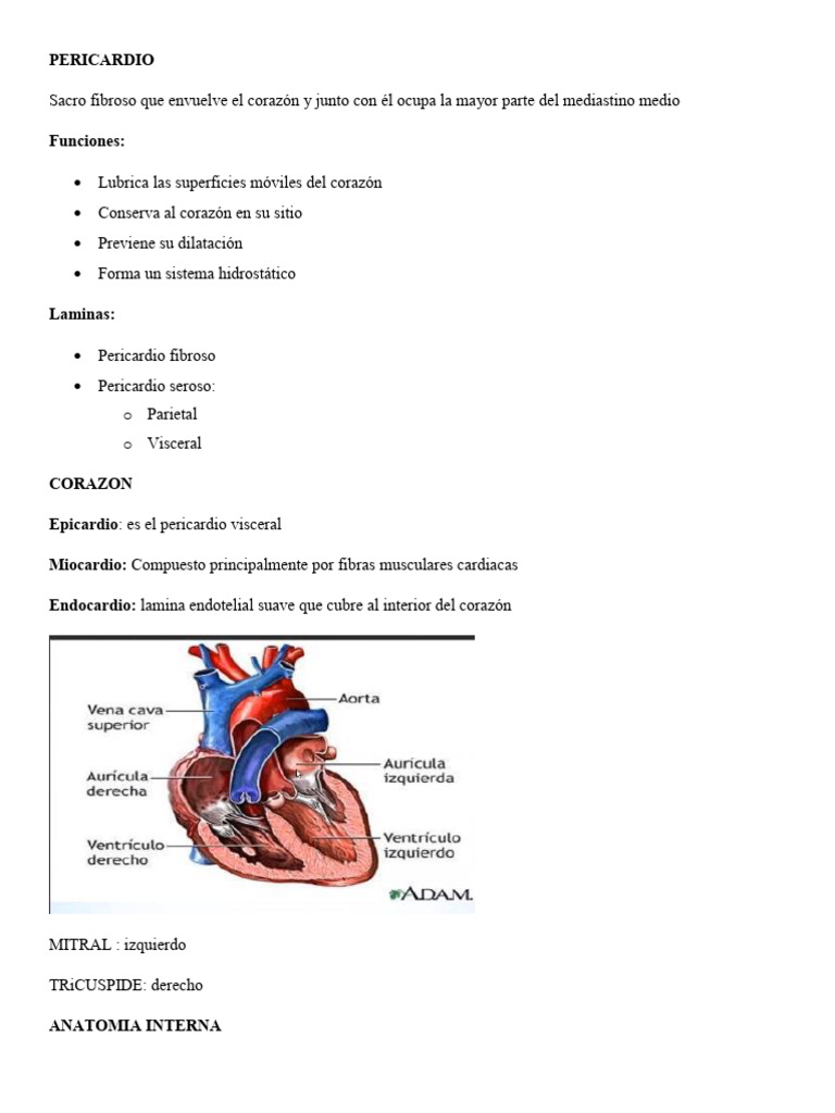 Primerysegundo Cardio | PDF | Corazón | Ventrículo (corazón)